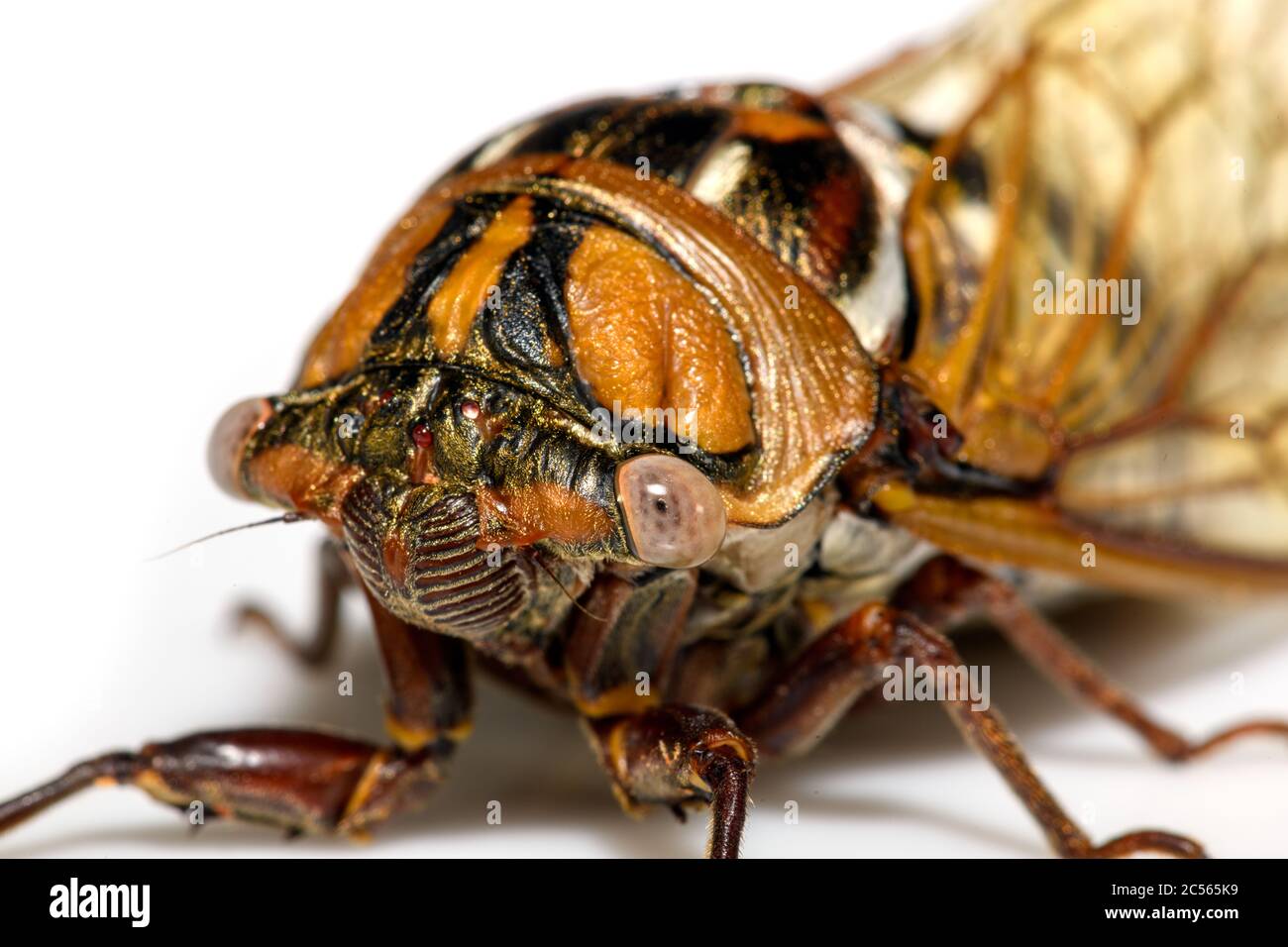 Giant cicada hi-res stock photography and images - Alamy