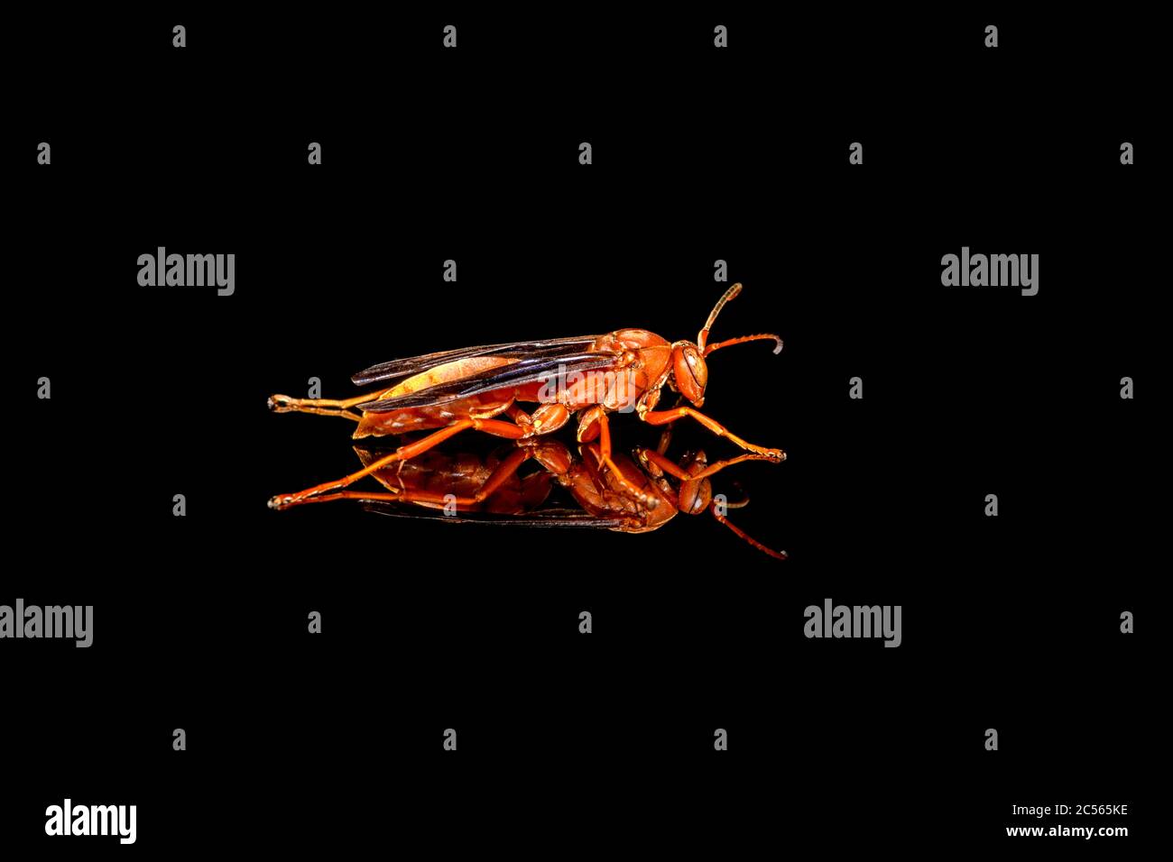 Polistes metricus, Red Paper Wasp on black background Stock Photo - Alamy