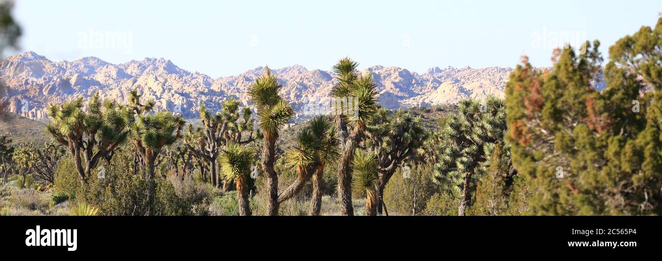 Panoramic Mountain background at Joshua Tree National Park, California ...