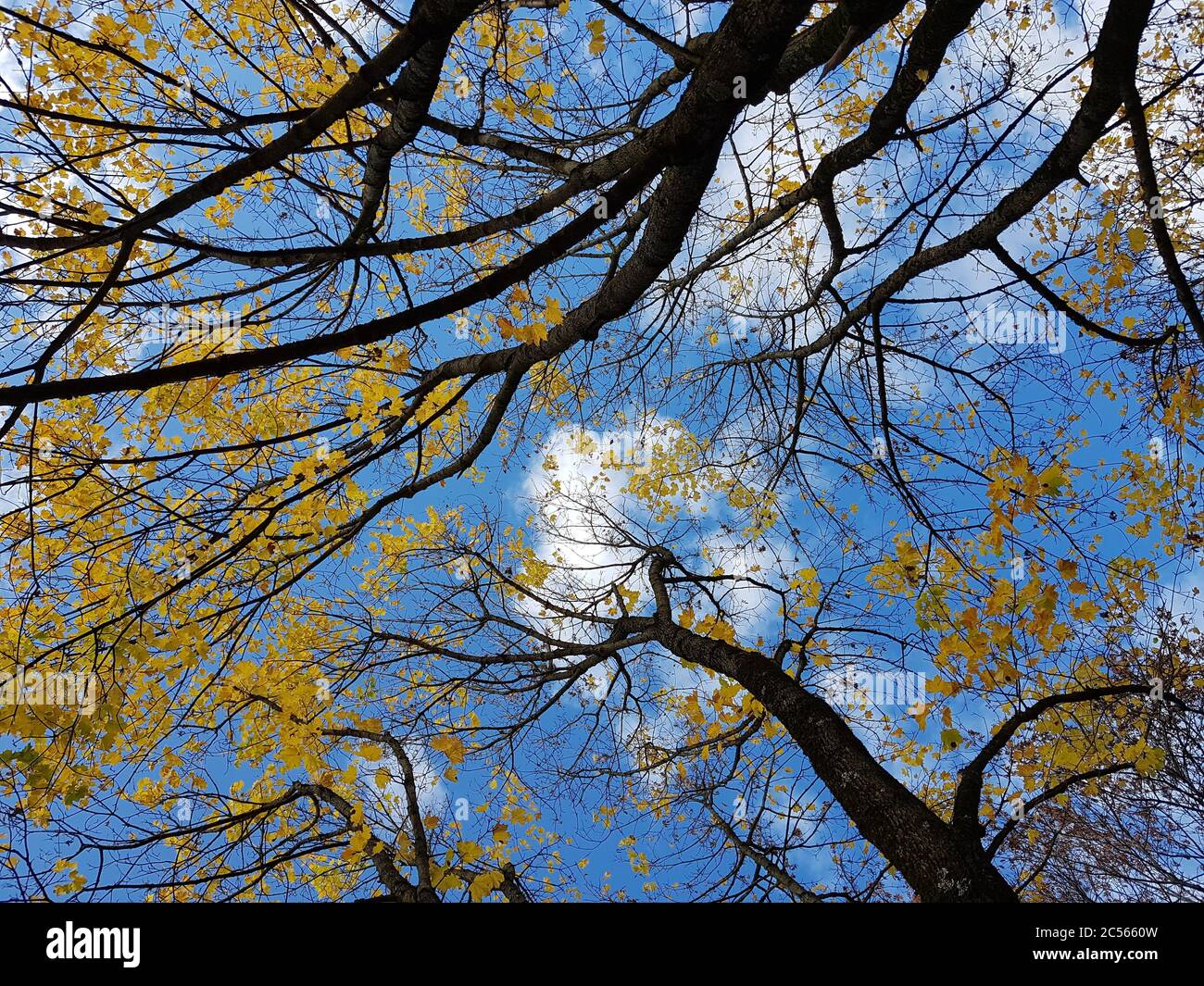 Maple tree from below against blue sky Stock Photo - Alamy