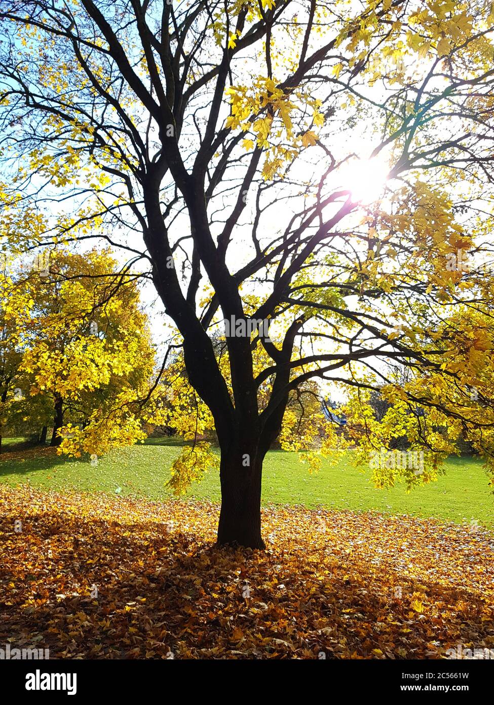 Autumn maple tree Stock Photo - Alamy