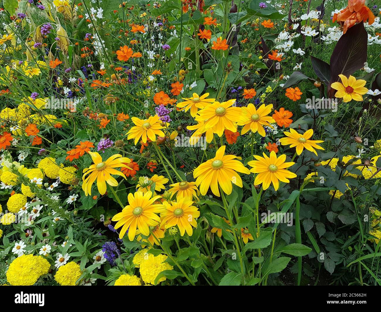 Flower bed with yellow coneflower Stock Photo - Alamy