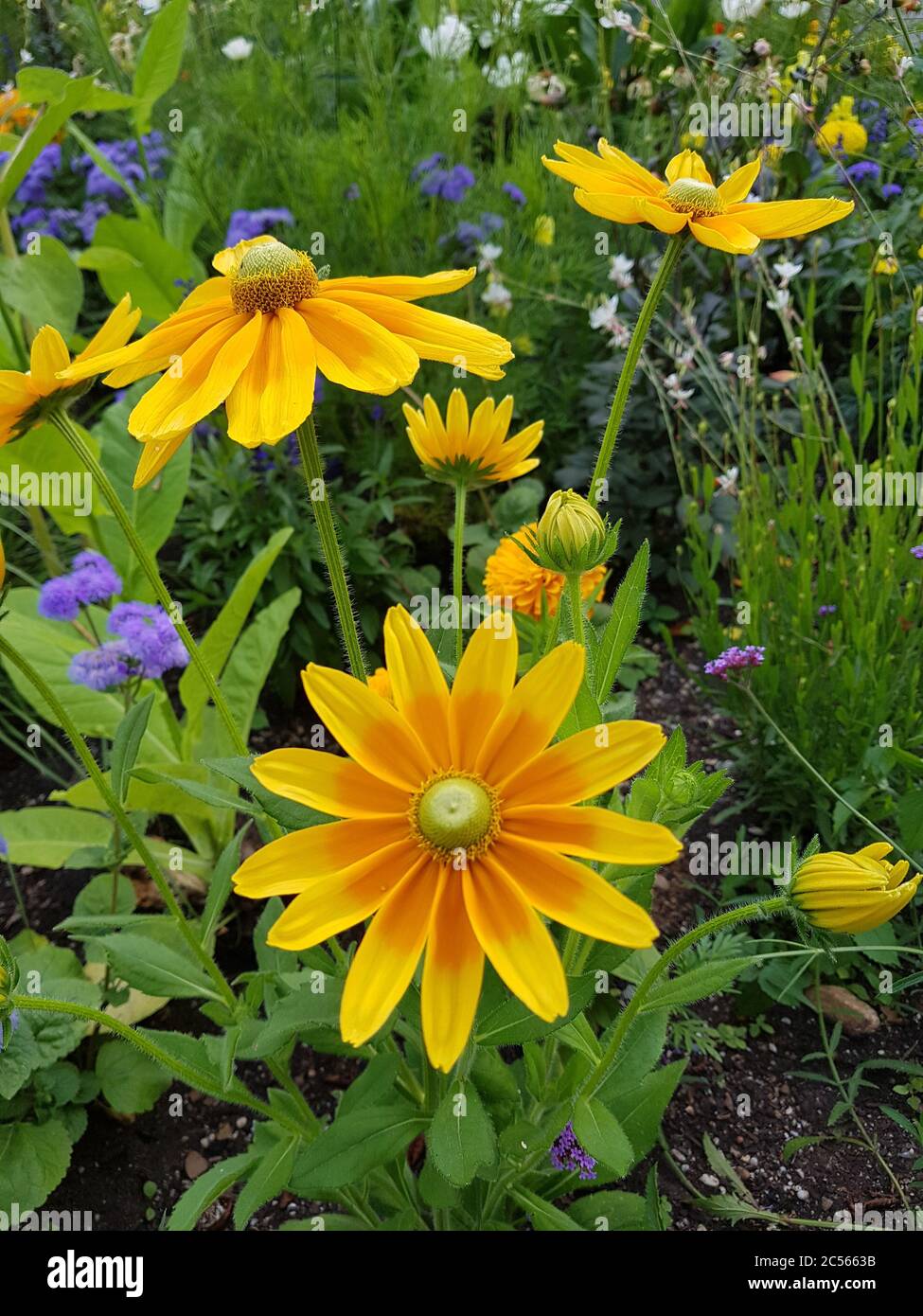 Yellow coneflower in the flower bed Stock Photo - Alamy