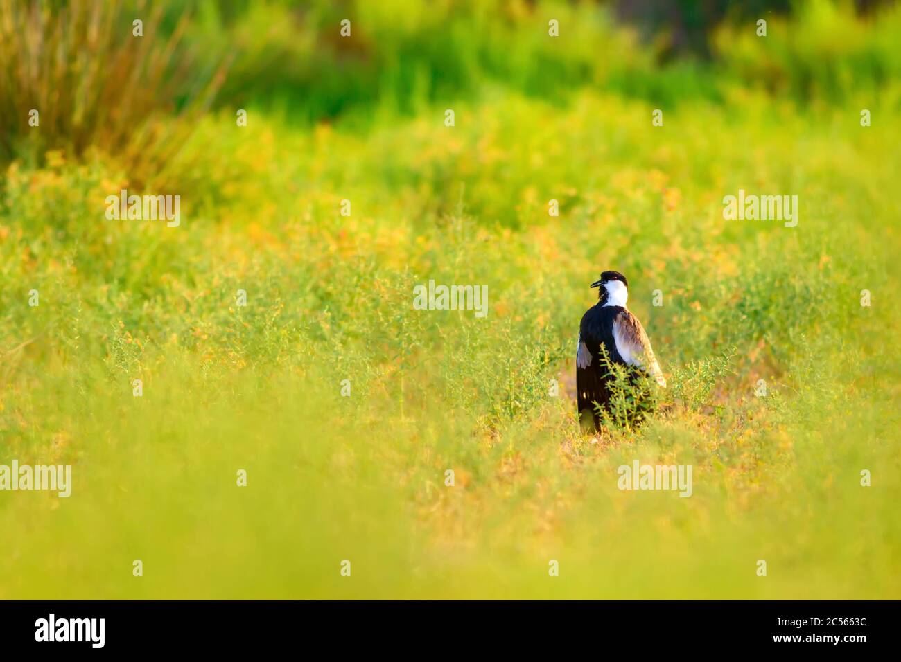 Green nature and Spur winged Lapwing. Bird: Spur winged Lapwing ...