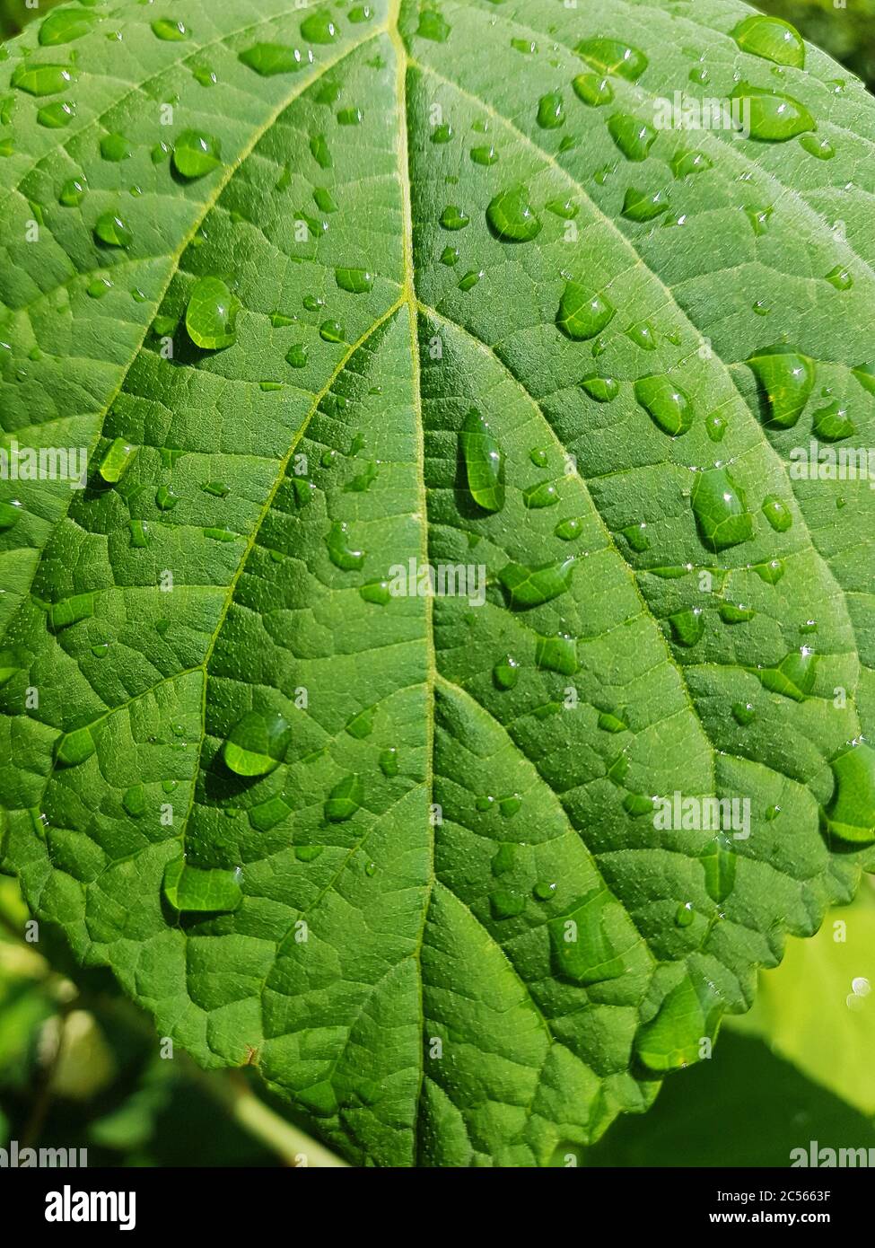 Leaf with drops of water Stock Photo - Alamy