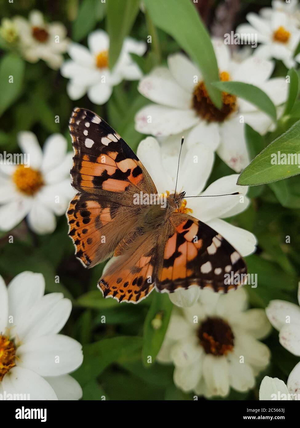 Asters butterfly hi-res stock photography and images - Alamy
