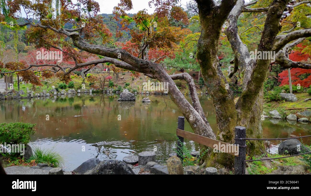 Autumn season colorful of leaves in Maruyama Park at Kyoto Japan Stock ...