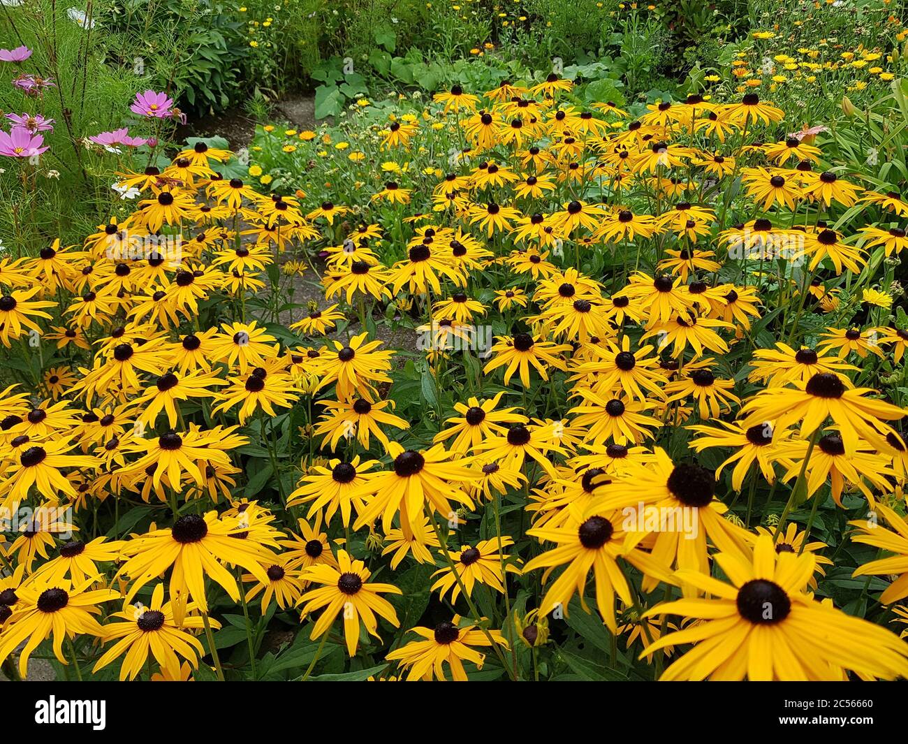 Flower bed with yellow coneflower (Rudbeckia Stock Photo - Alamy