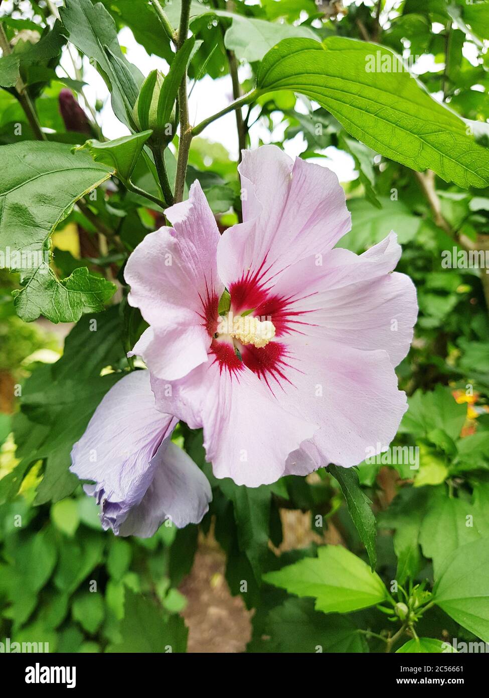 Mallows colour hi-res stock photography and images - Alamy