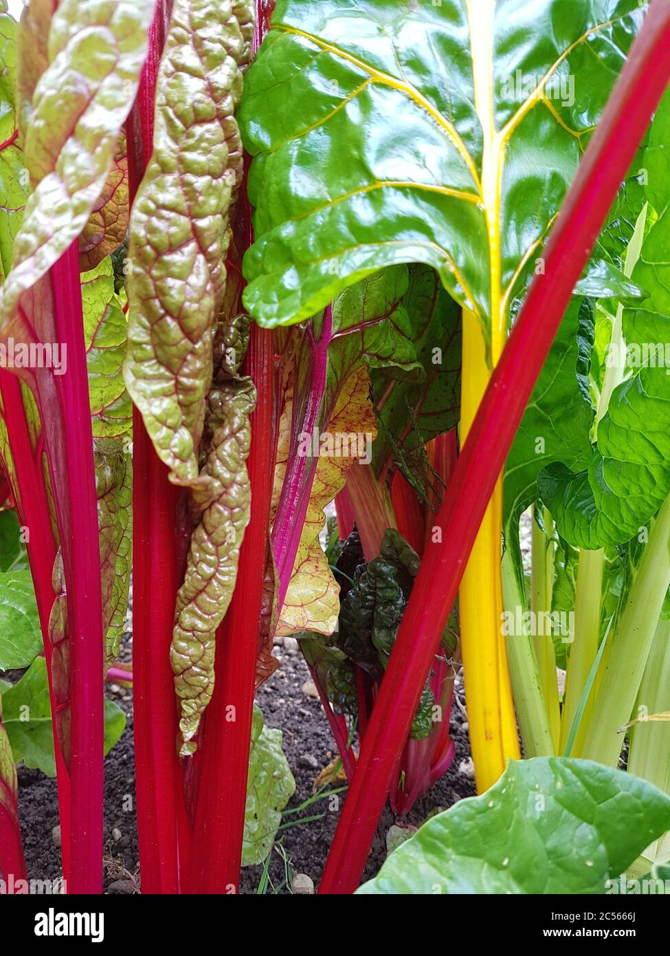 Chard colours hi-res stock photography and images - Alamy