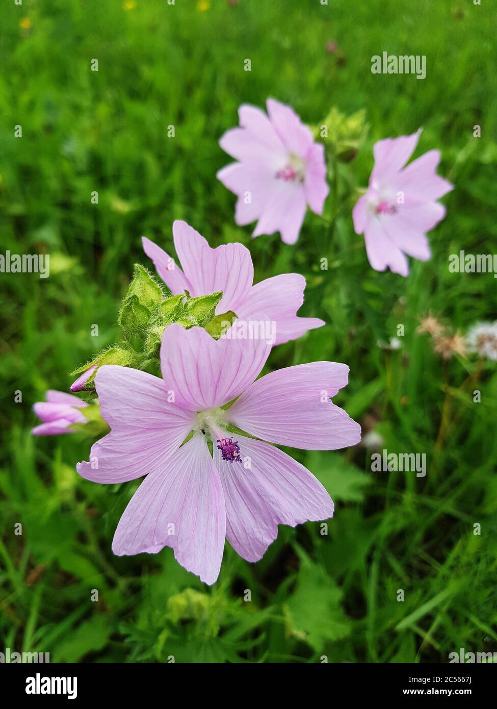 Mallow in the meadow Stock Photo - Alamy