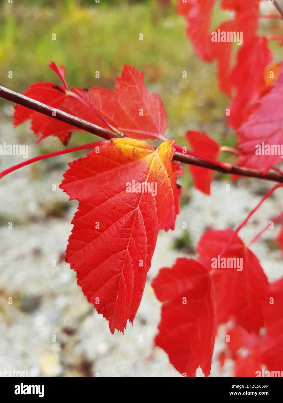 Greenery of leaves hi-res stock photography and images - Alamy