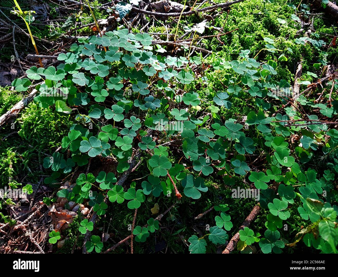 Clover on the forest floor Stock Photo - Alamy