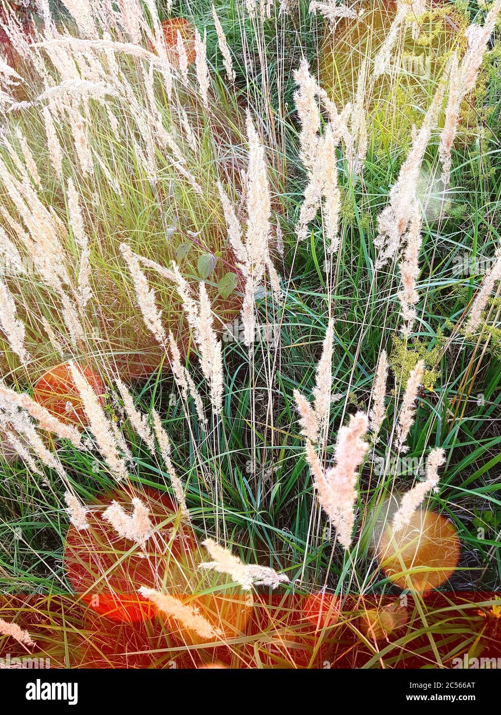 Autumnal grasses hi-res stock photography and images - Alamy