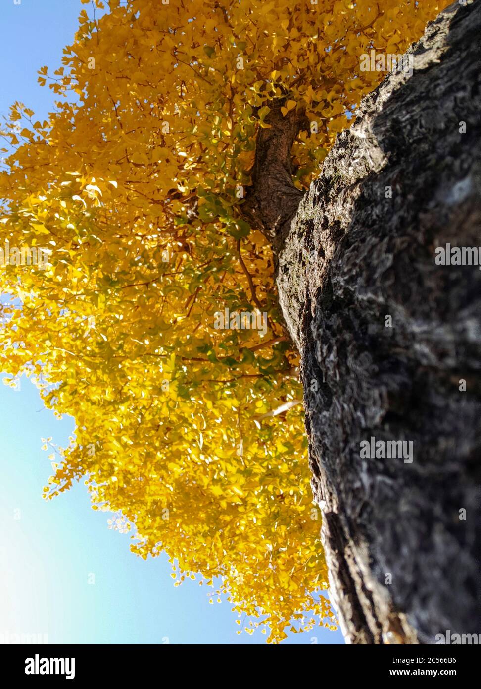 Yellow leave and ginko tree in Japan garden. Autumn and yellow leaf ...
