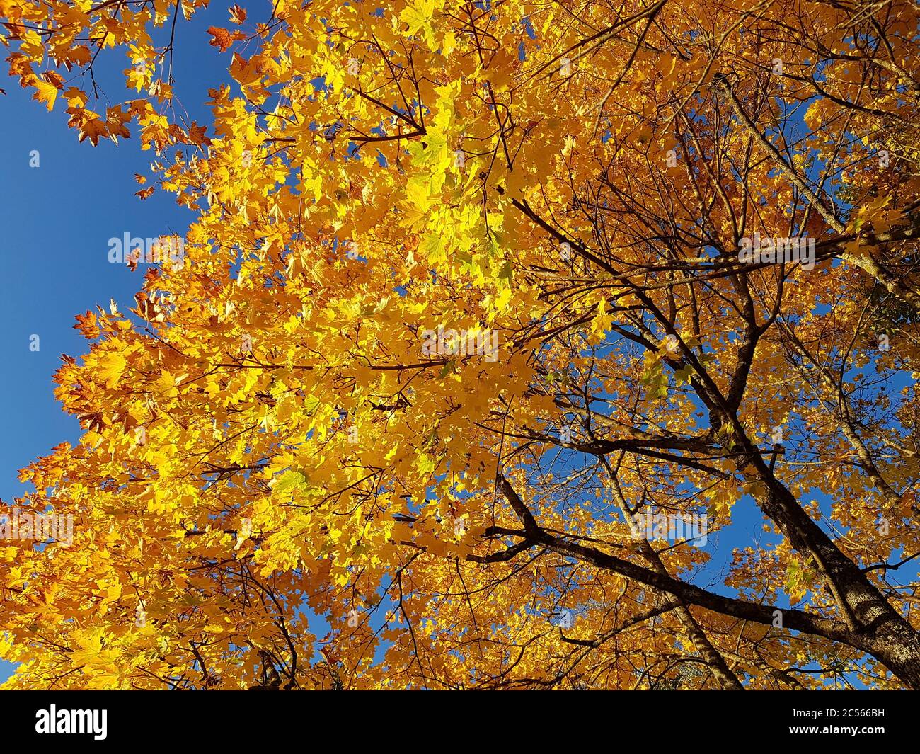 Autumn maple tree Stock Photo - Alamy