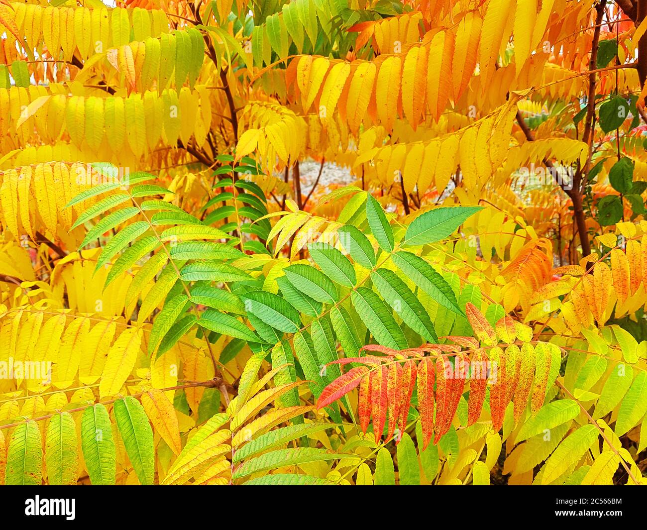 Yellow gold golden colour shrub hi-res stock photography and images - Alamy