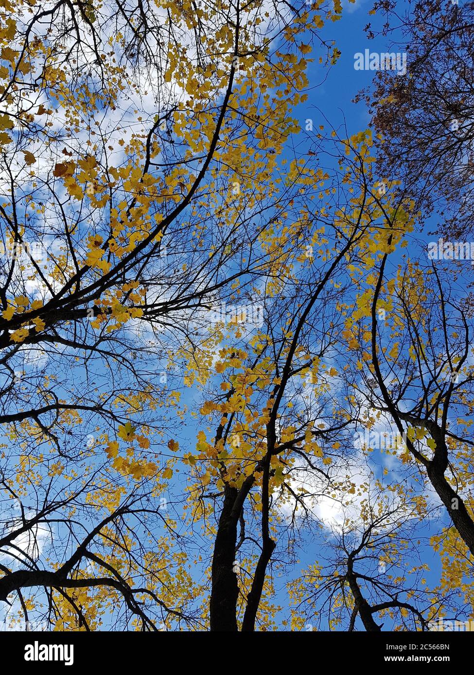 Low angle view maple trees hi-res stock photography and images - Alamy