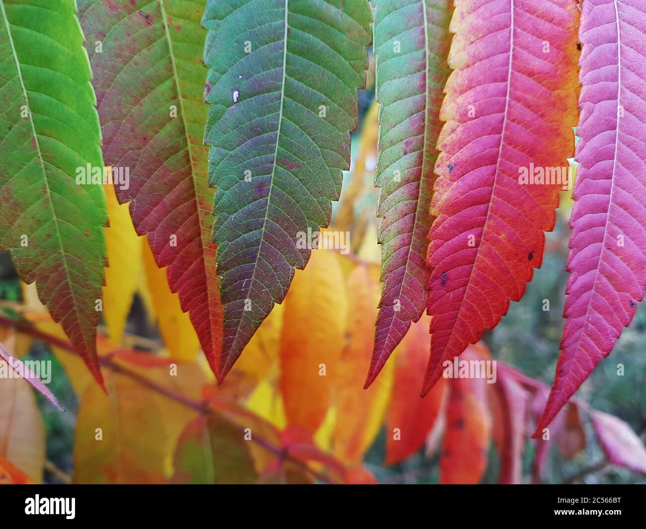 Color detail hi-res stock photography and images - Alamy