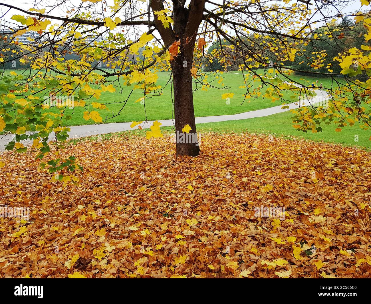 Autumn maple tree Stock Photo - Alamy
