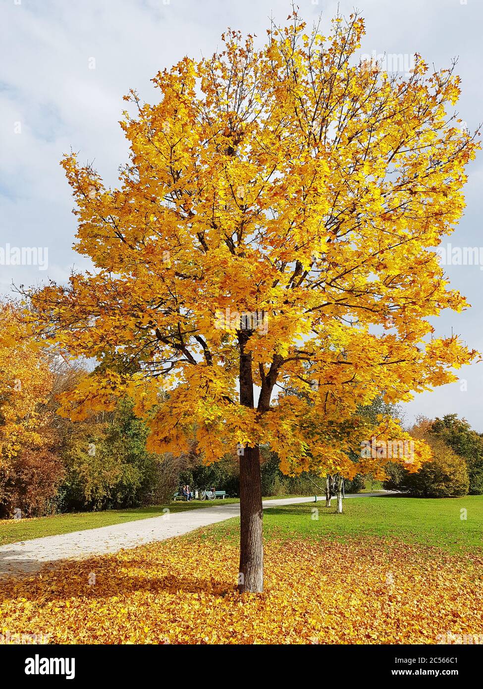 Autumn maple tree Stock Photo - Alamy