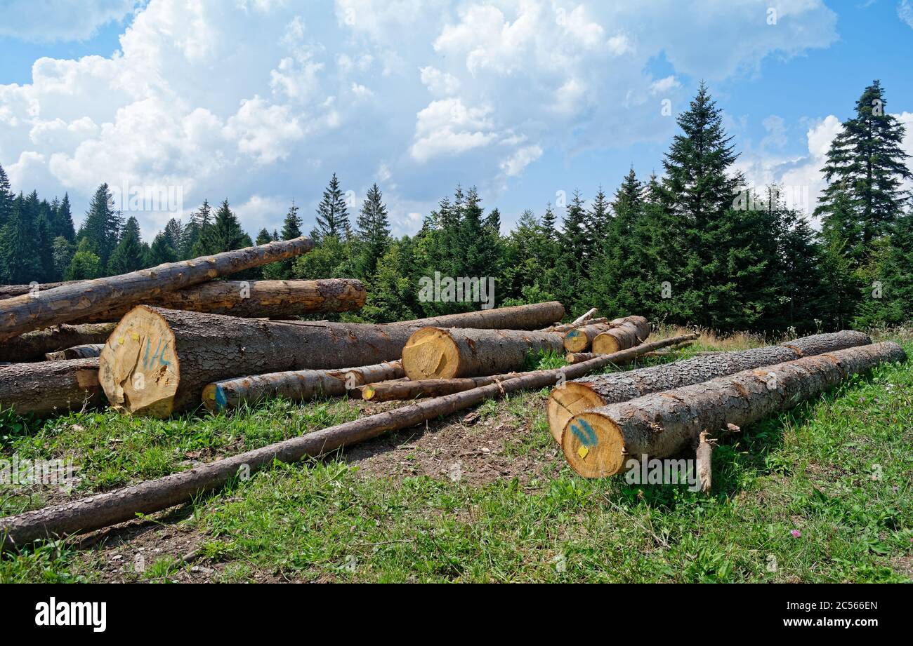 Log laying on the ground hi-res stock photography and images - Alamy