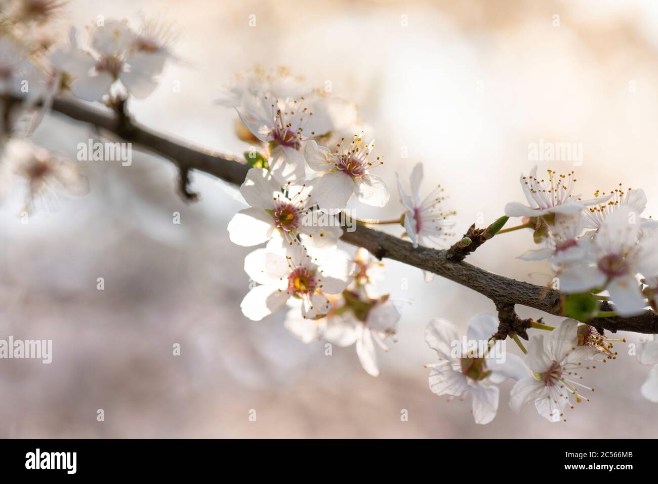 Apricot tree in bloom Stock Photo - Alamy