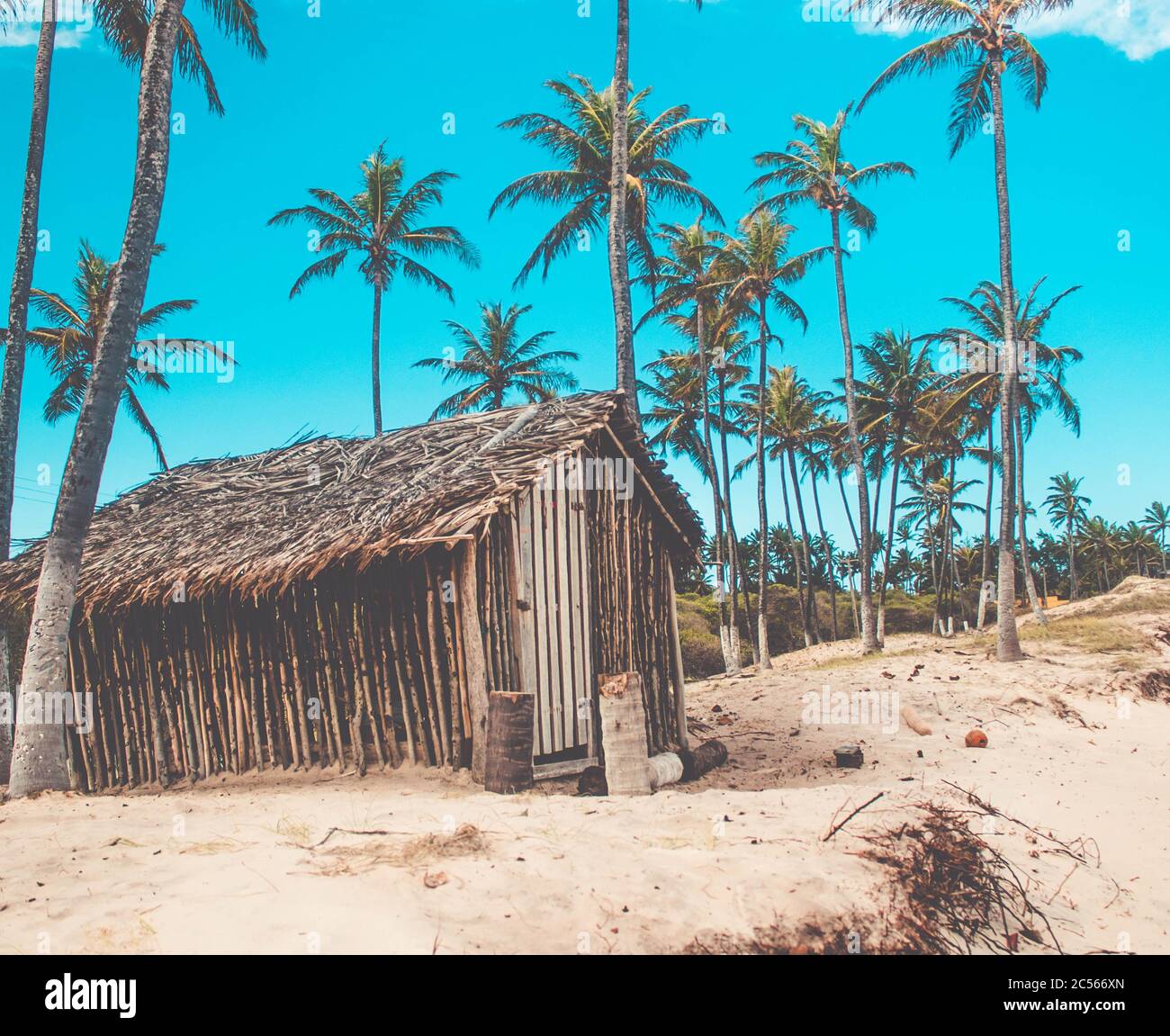 Little Wood house abandoned at the beach around Coconut trees - Old ...