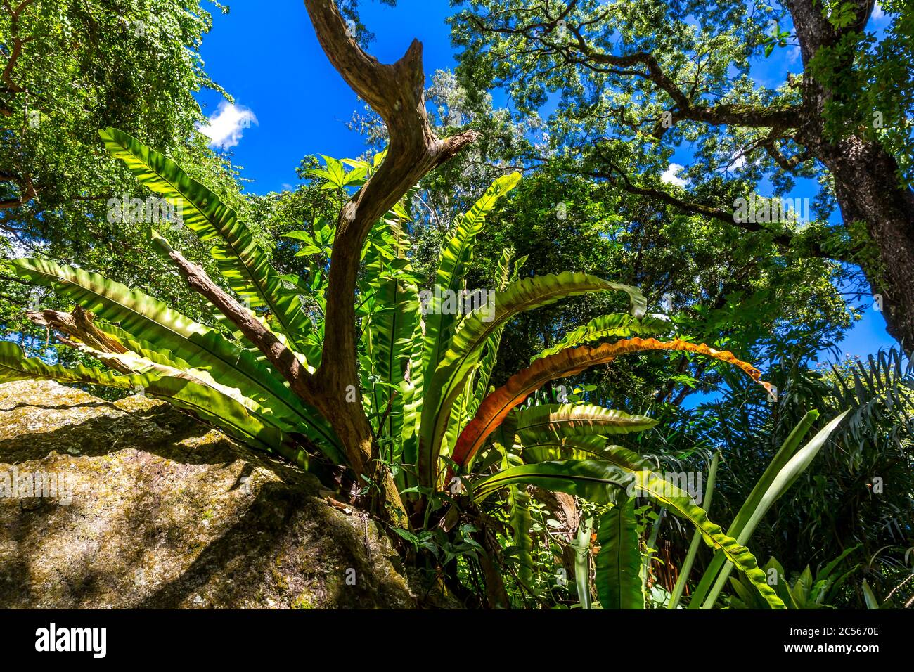 Nest fern, (Asplenium nidus), Botanical Garden, Victoria, Mahe Island ...