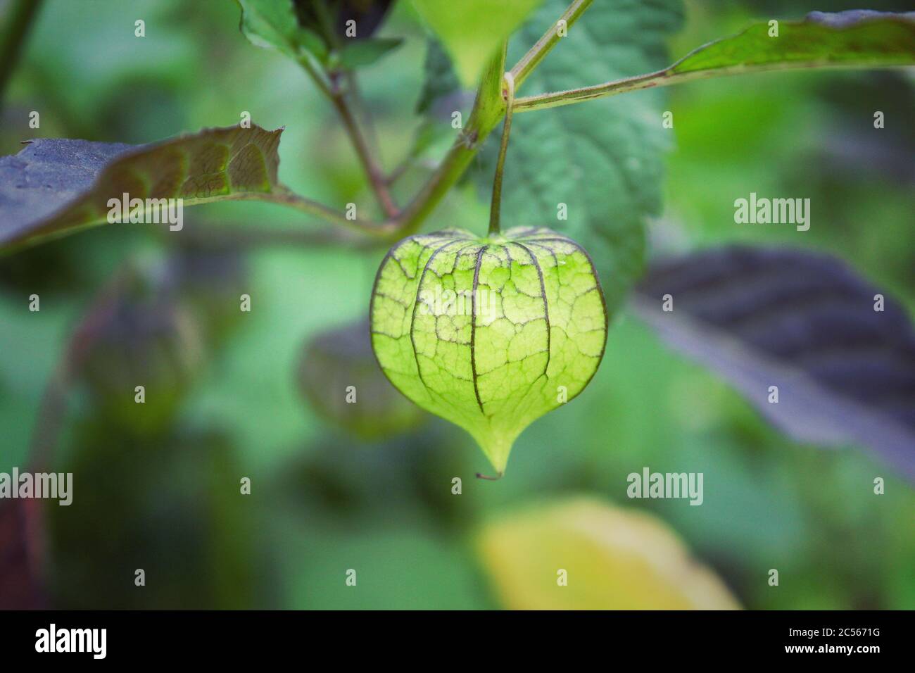 Photography of beautiful love fruit Stock Photo - Alamy