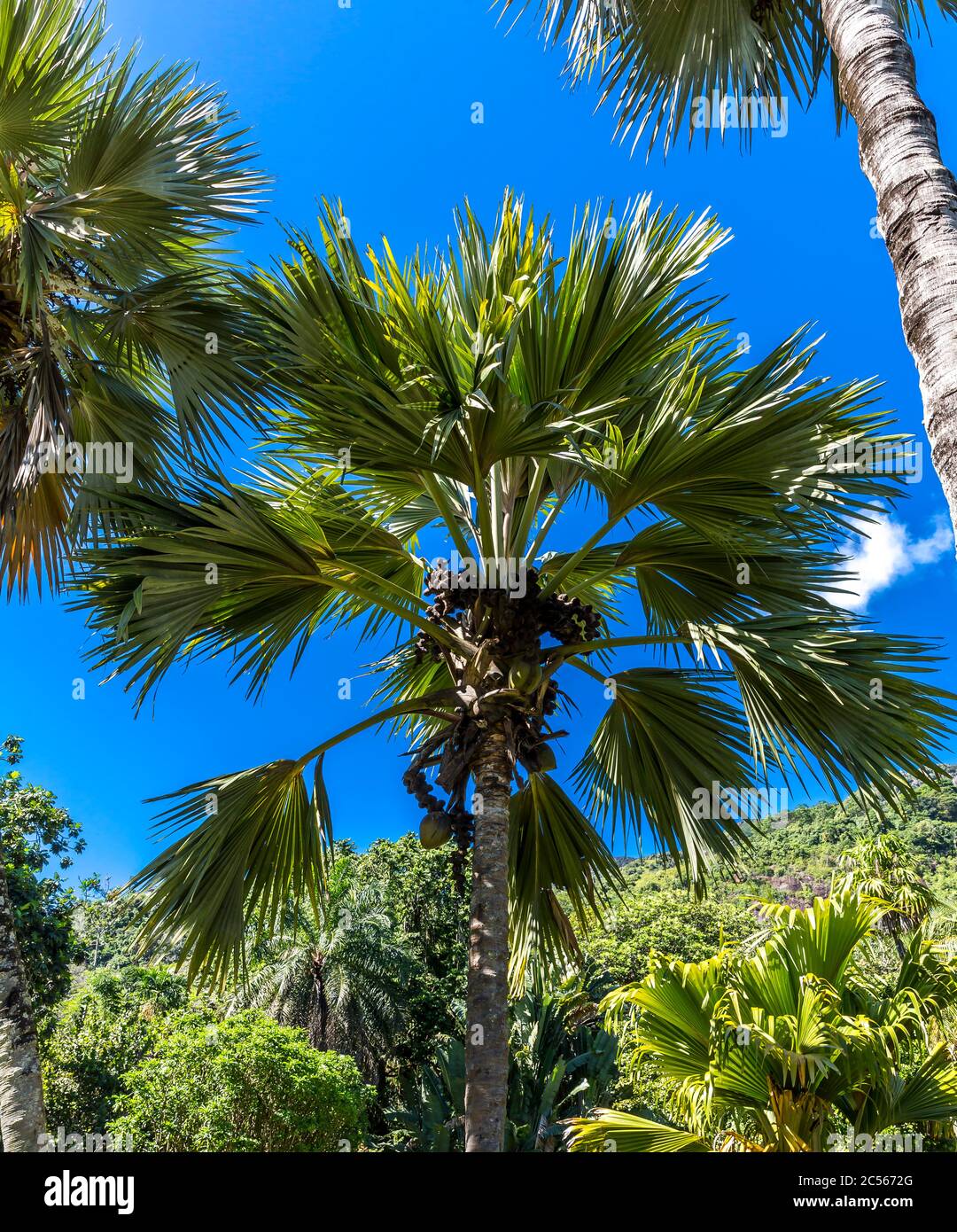 The endemic Seychelles palm Coco de Mer, the largest seed in the world ...