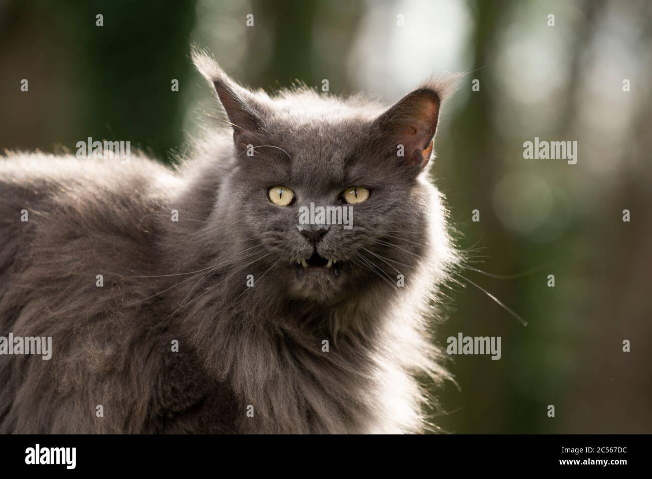 blue maine coon cat outdoors portrait with open mouth meowing Stock ...