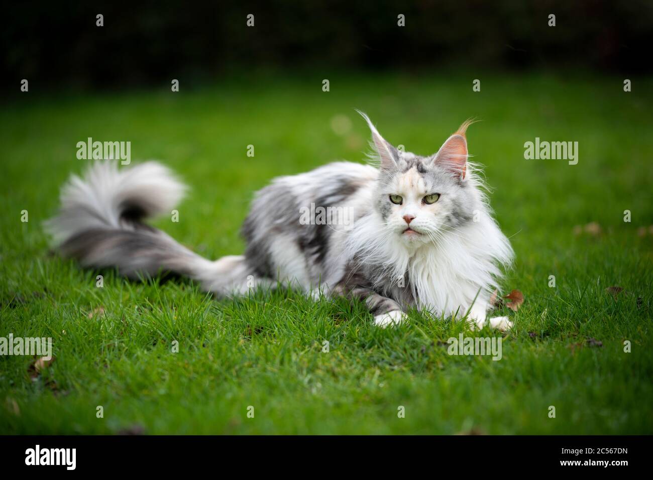 full body portrait of a beautiful white torbie maine coon cat with ...