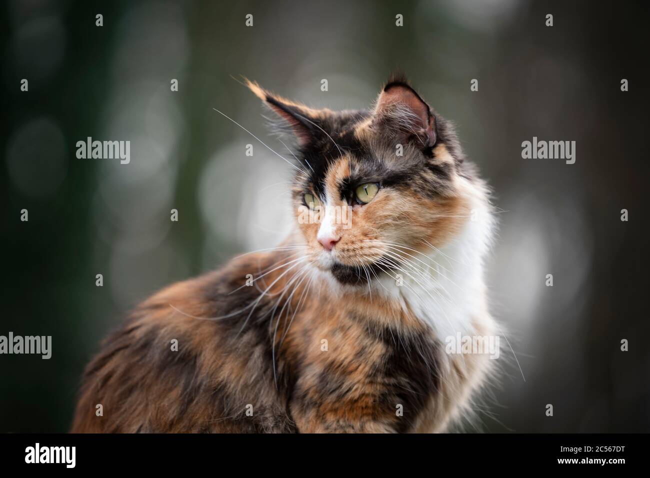 beautiful calico maine coon cat outdoors portrait Stock Photo - Alamy