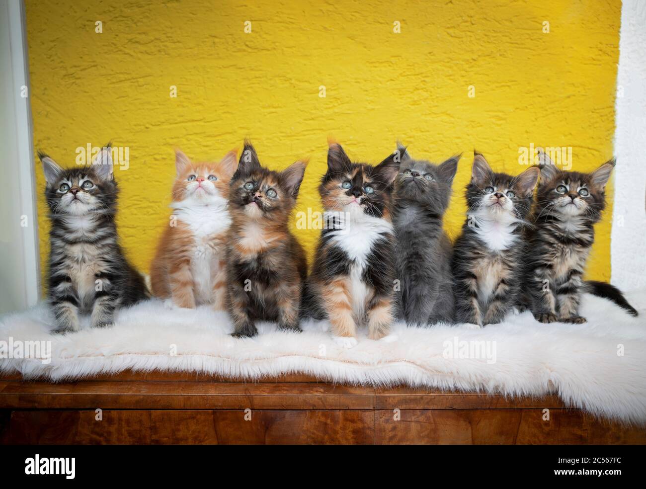 group portrait of seven different colored maine coon kittens sitting on ...