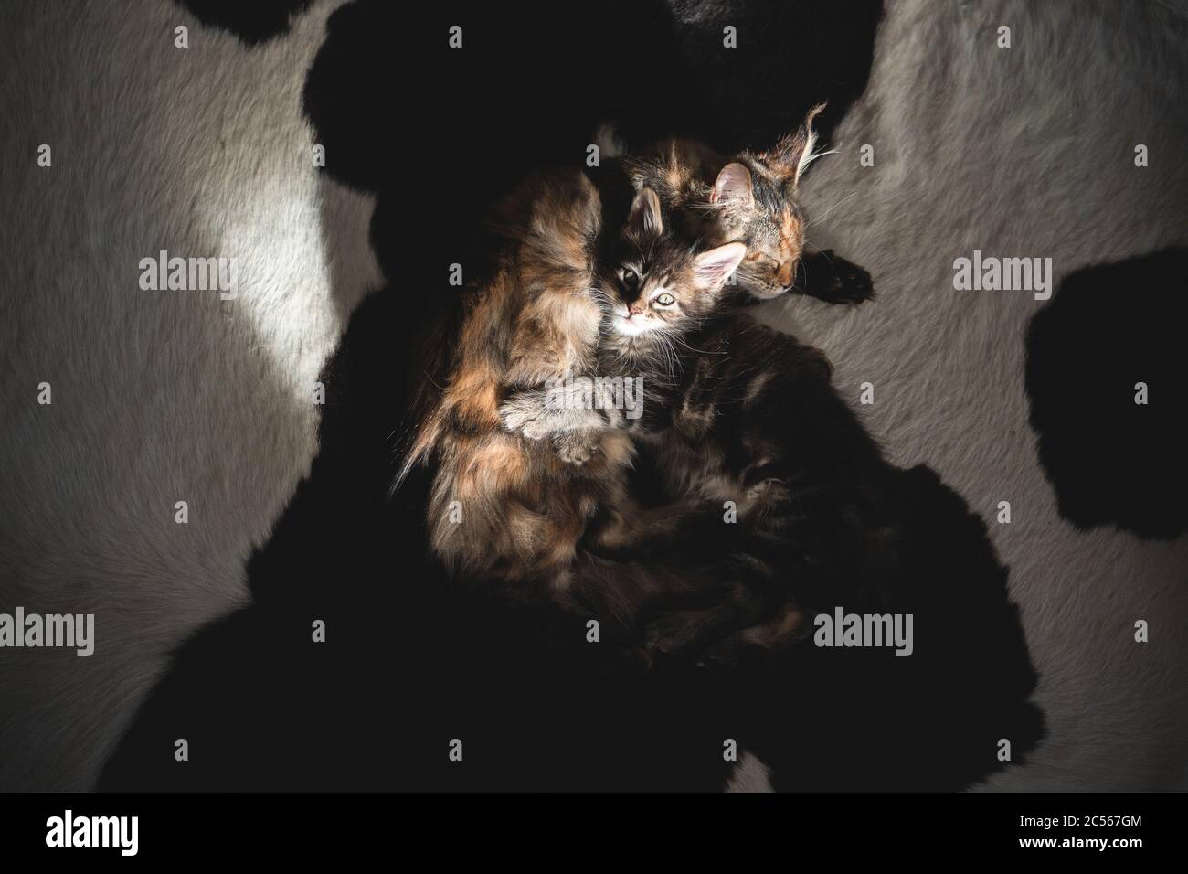 high angle view of two cute maine coon kittens cuddle on floor in ...