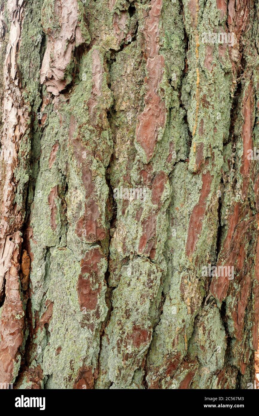 Tree bark a larch, Kastel-Staadt, Rhineland-Palatinate, Germany Stock ...
