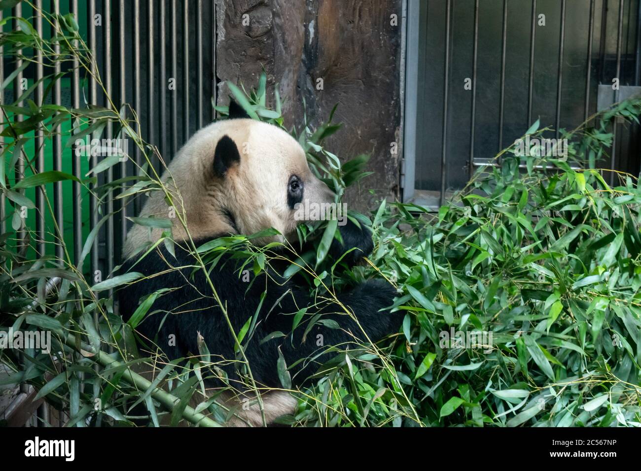 Beijing / China - June 06 2018: Dirty and malnourished panda bars show ...