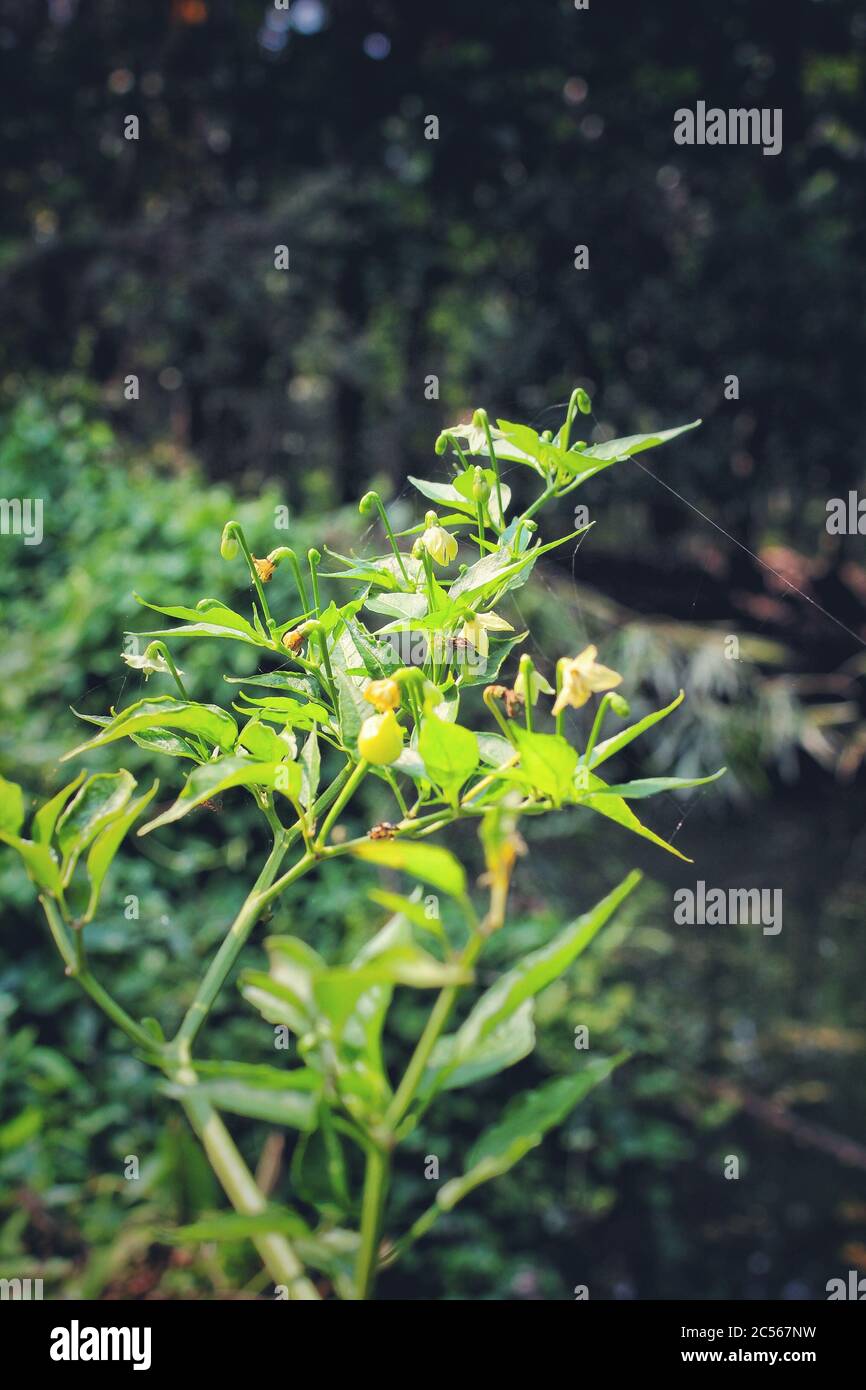 Red chilli tree hi-res stock photography and images - Alamy