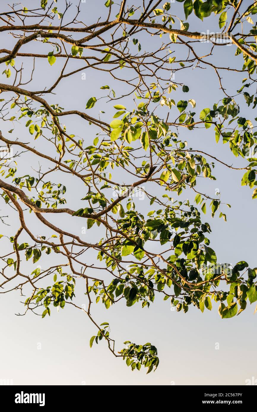 Vertical picture of tree branches under the sunlight Stock Photo - Alamy