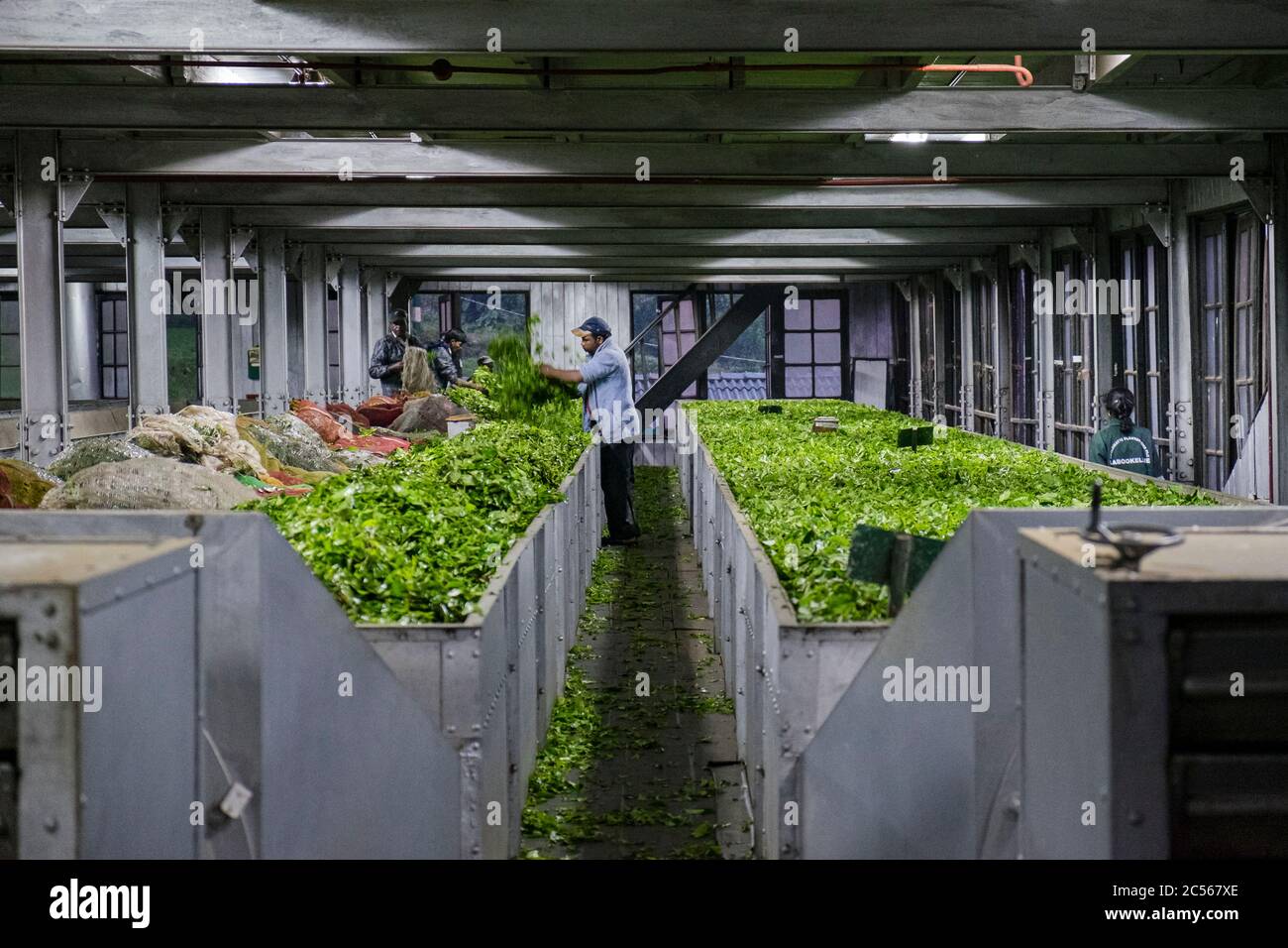 Worker at a tea factory turns fills a warehouse with tea leaves Stock ...