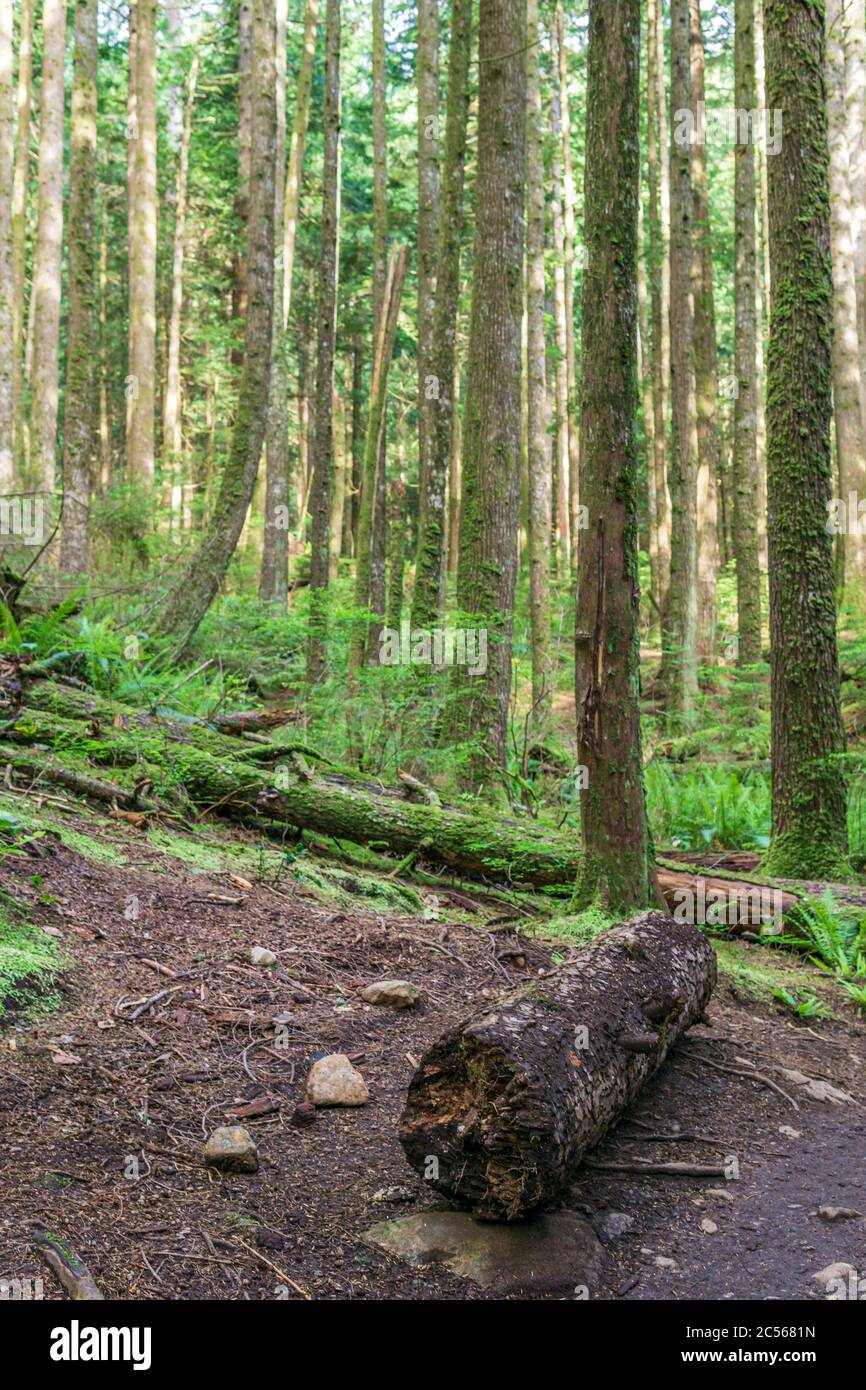 Moss tree bark canada hi-res stock photography and images - Alamy