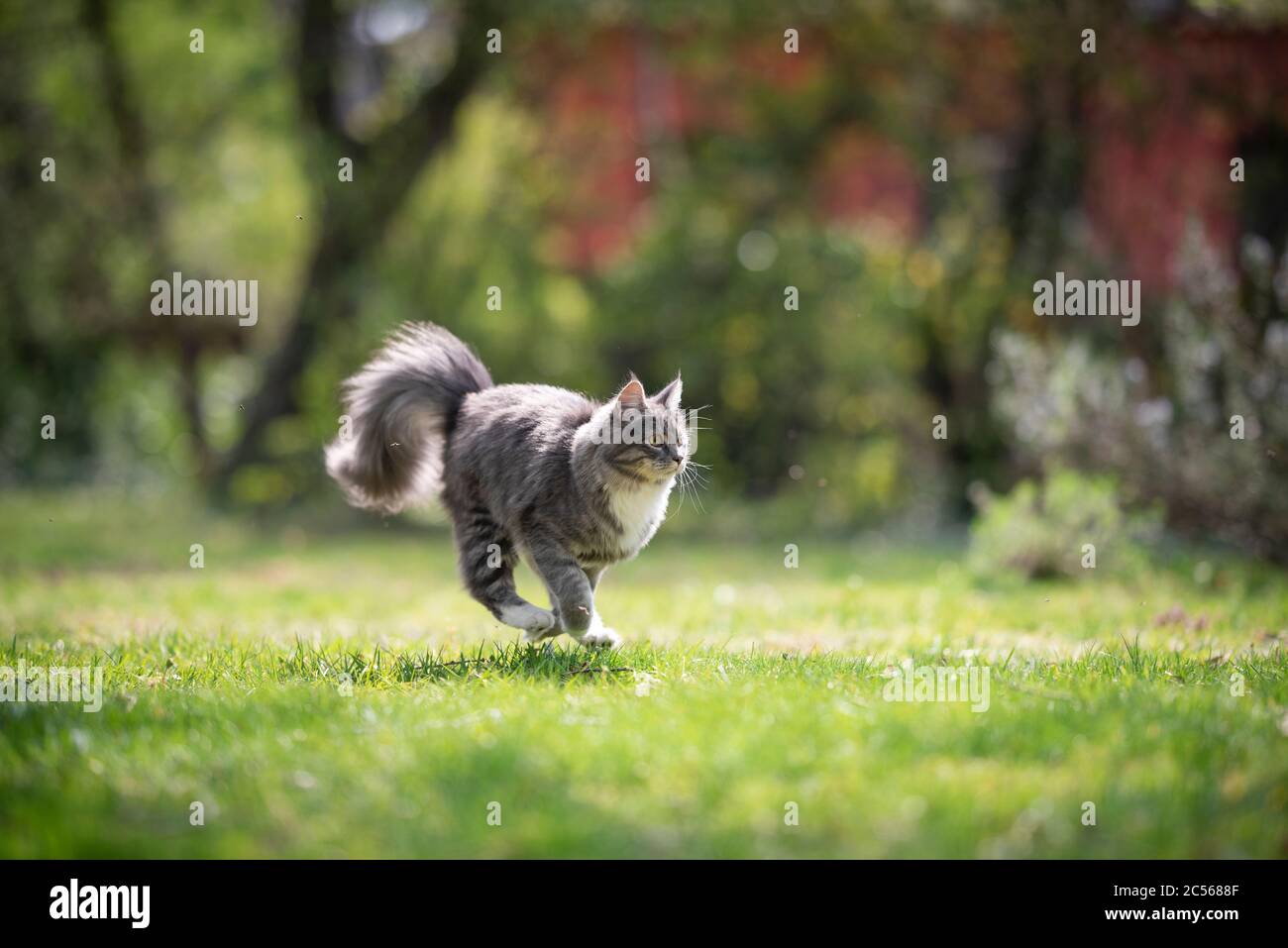 side view of a longhair cat running outdoors on lawn Stock Photo - Alamy
