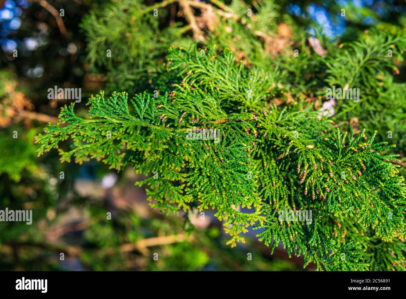green prickly evergreen tree branch closeup as background Stock Photo ...