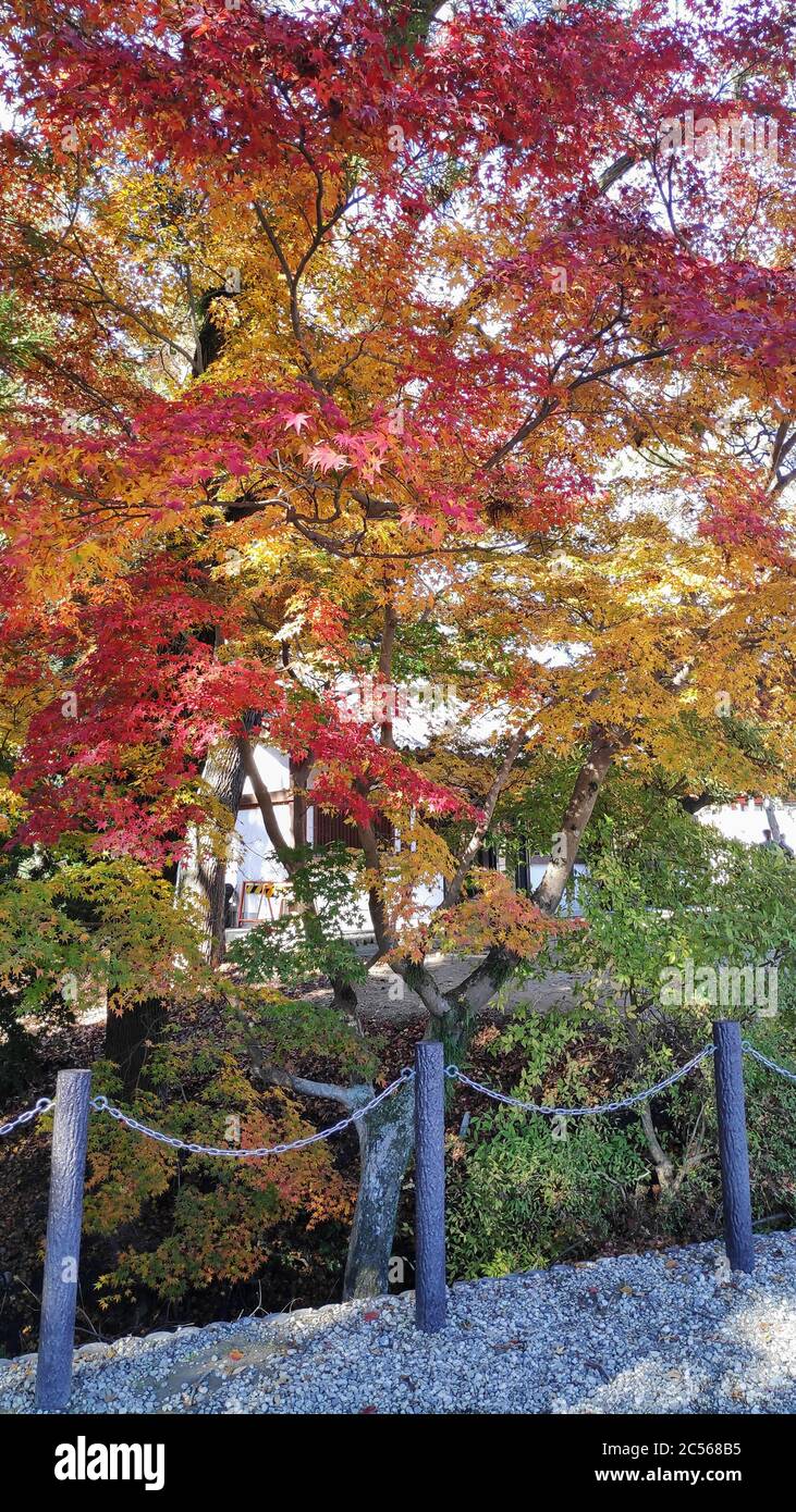 Red maple tree in Nara park, Japan during autumn season Stock Photo - Alamy