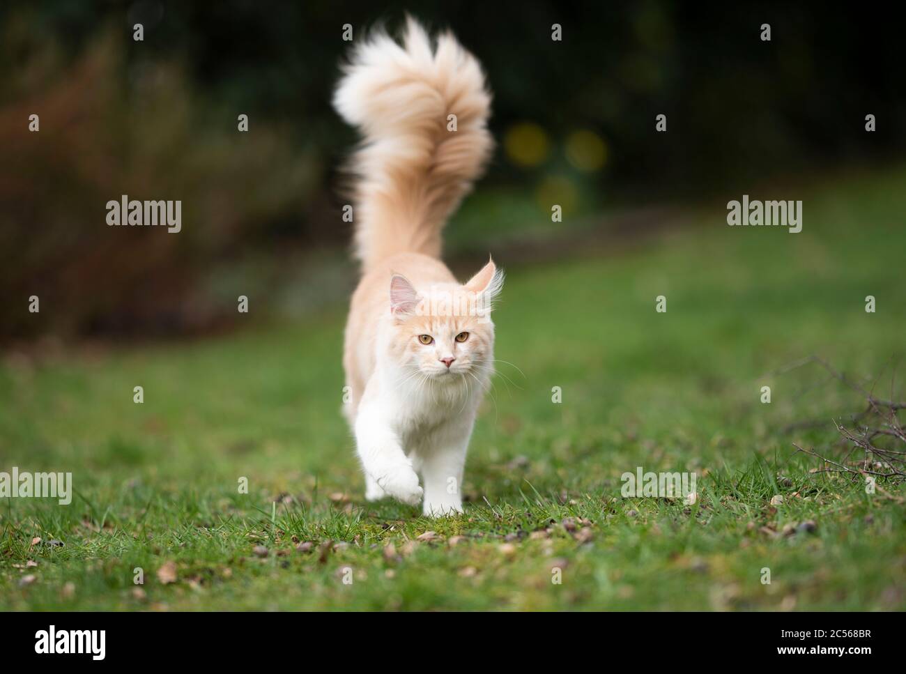 cream colored beige white maine coon cat with large fluffy tail walking ...