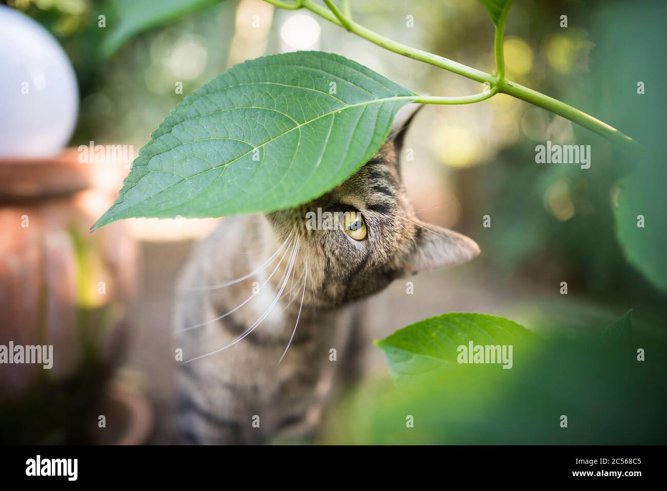 Leaf cats hi-res stock photography and images - Alamy