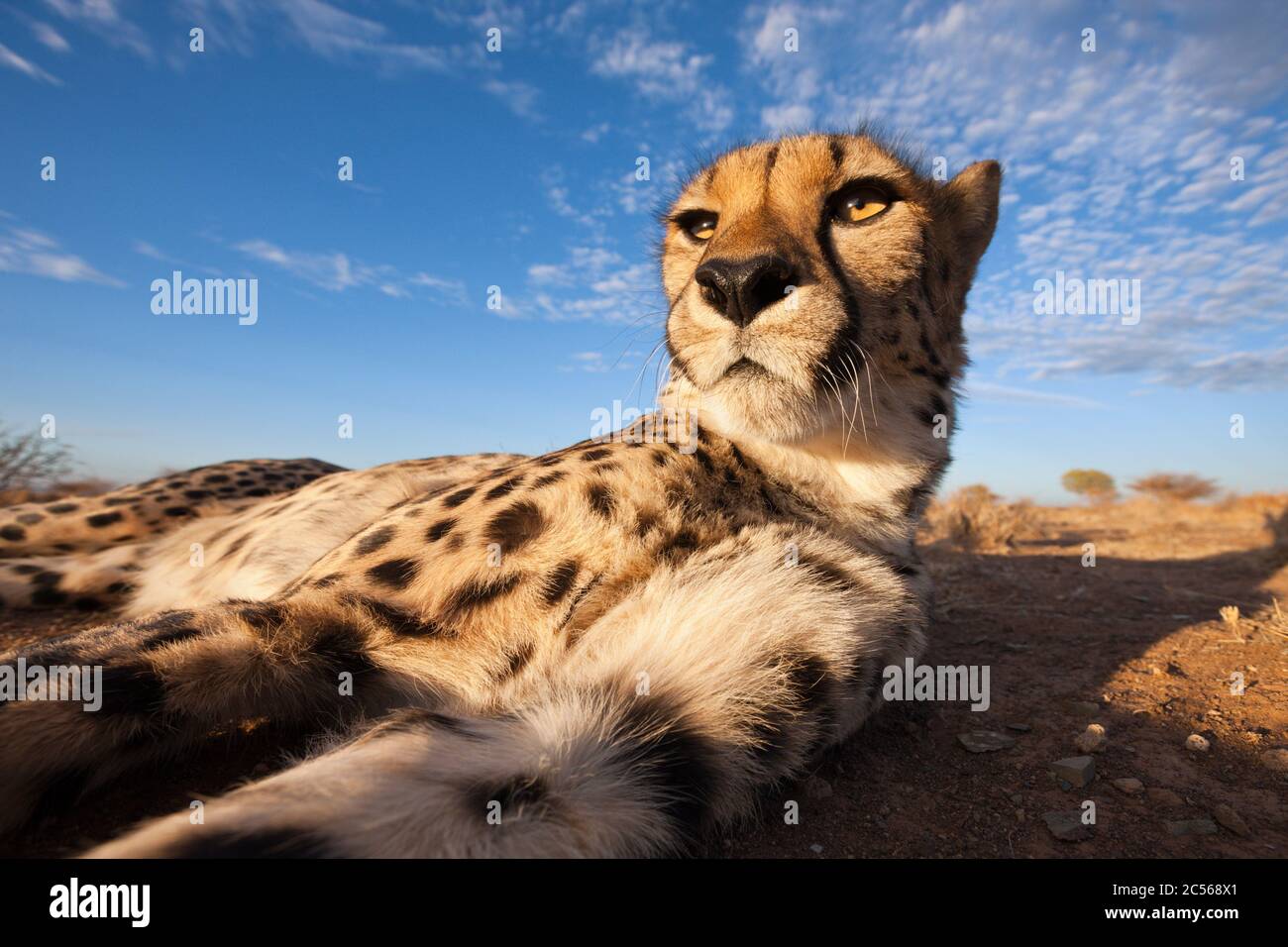 Male subadult Cheetah, Acinonyx jubatus, Kalahari Basin, Namibia ...
