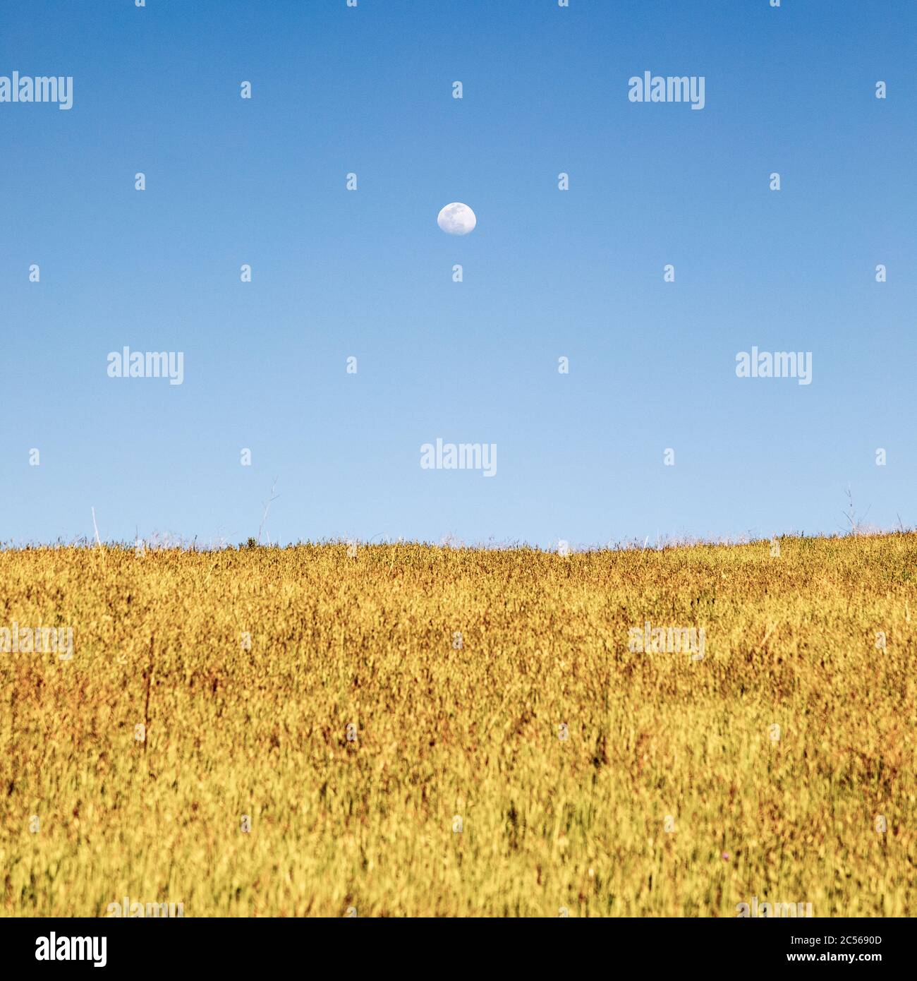 Harvest Moon Crops High Resolution Stock Photography and Images - Alamy