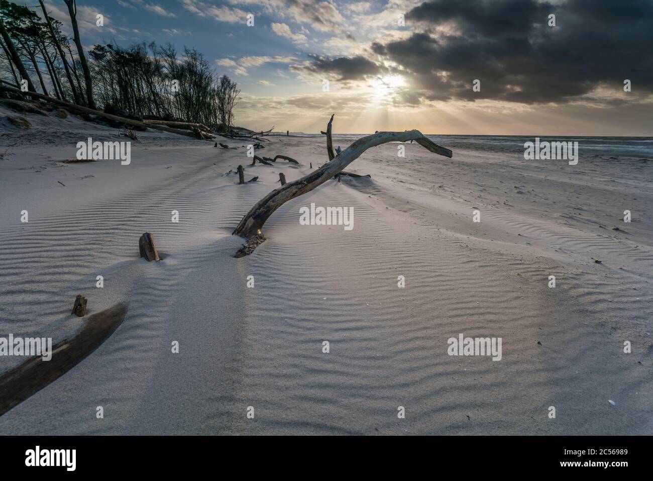 The west beach at Prerow, dead wood, sand, evening mood Stock Photo - Alamy